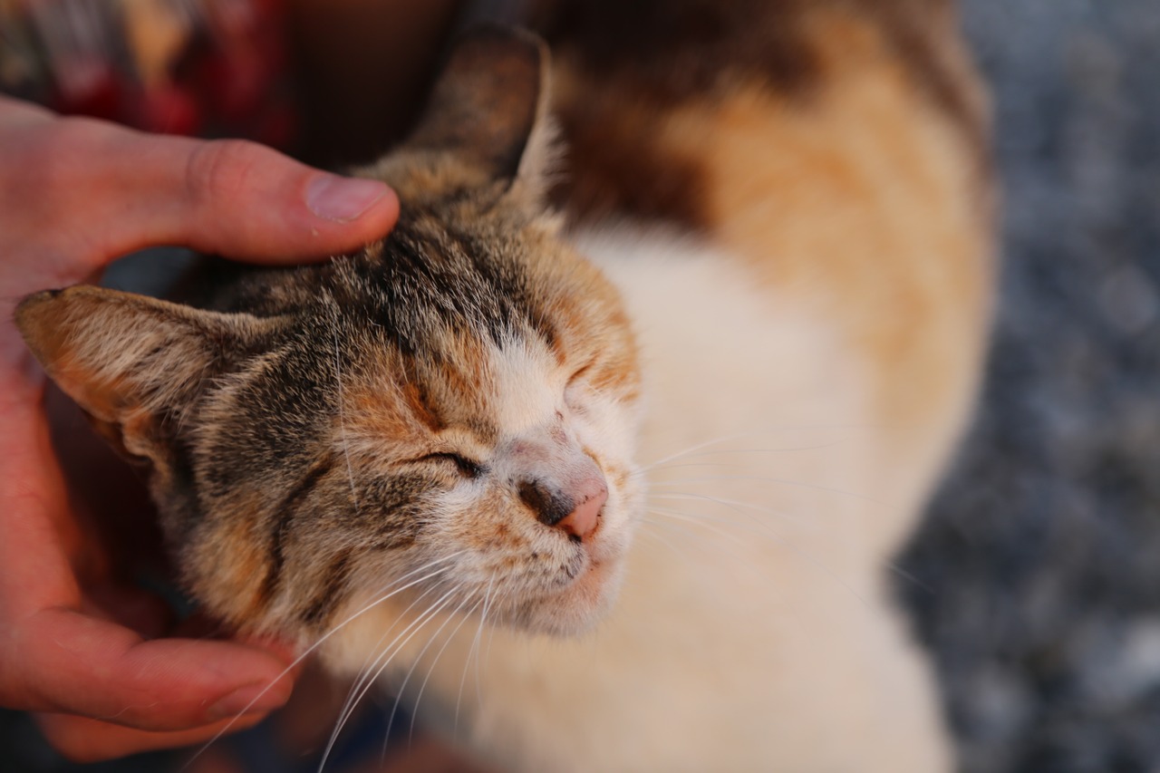 5 ways your cat displays his affection | Pawshake Blog
