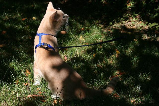 Walking your cat: why and how? | Pawshake Blog